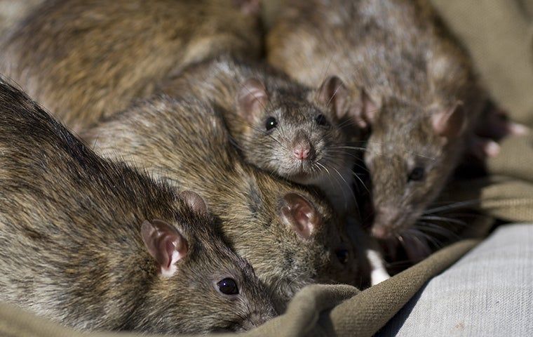 A Guide To Rodent Prevention For Families In Lake Worth | Above and ...